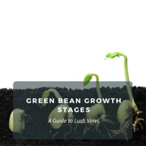 Green Bean Growth Stages: A Guide To Lush Vines - Crafted Garage